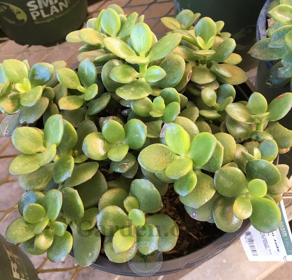 Photo of the seedling or young plant of Dwarf Jade Plant (Crassula ...