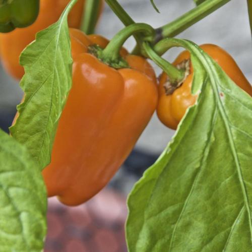 Bell Pepper (Capsicum annuum 'Blushing Beauty') in the Peppers Database ...