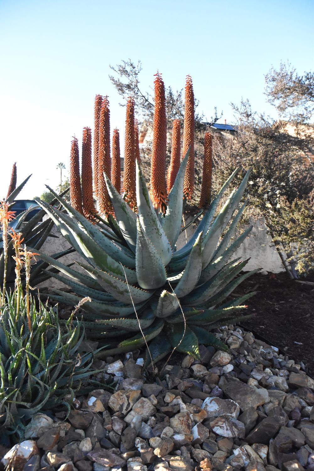 Aloes: Plant Care and Collection of Varieties - Garden.org