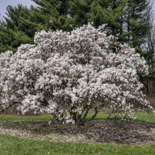 Star Magnolia (Magnolia stellata 'Waterlily') in the Magnolias Database ...