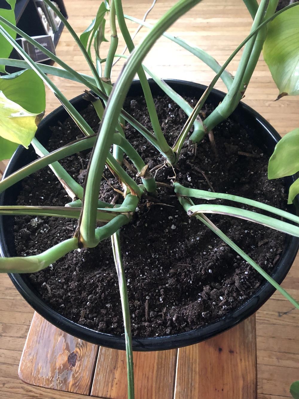 Bugs on monstera in the Ask a Question forum - Garden.org