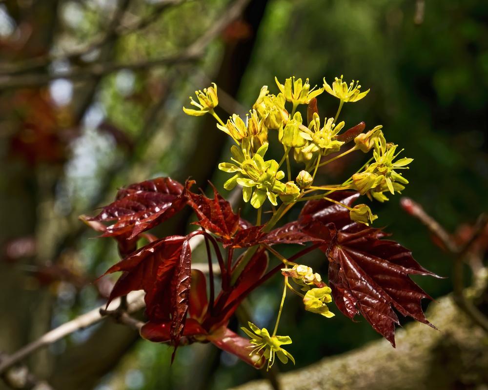 Schwedler's Maple (Acer platanoides 'Schwedleri') - Garden.org