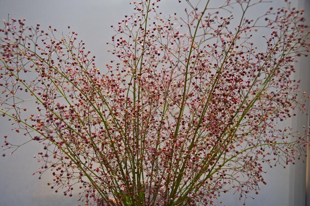 Jewels of Opar (Talinum paniculatum 'Limon') - Garden.org