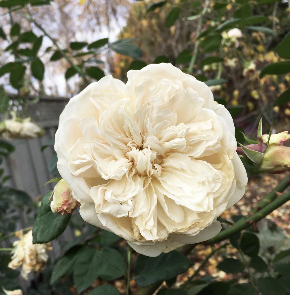 Photo of the bloom of Rose (Rosa 'Lamarque') posted by ArlynnR - Garden.org