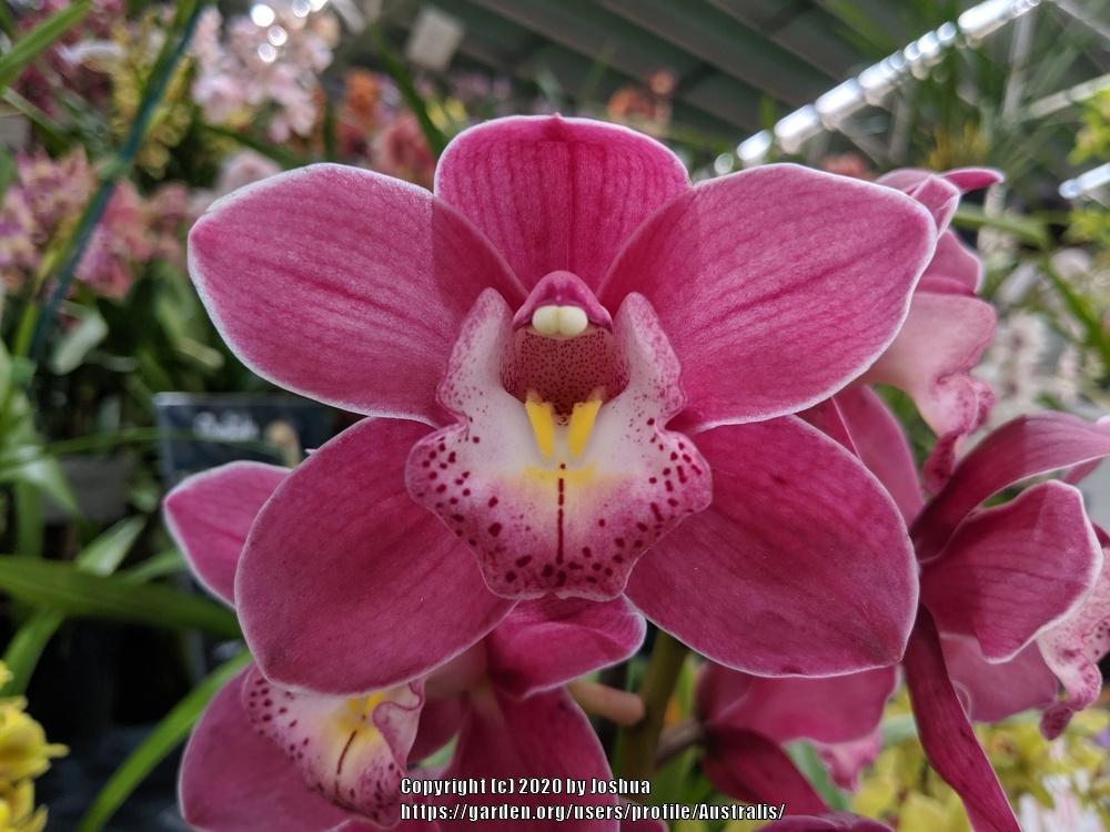 Orchid (Cymbidium Valley Olympic 'Pink Perfection') - Garden.org