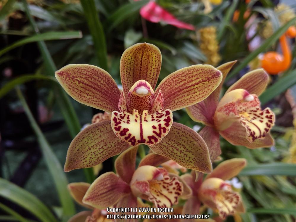 Orchid (Cymbidium Mini Tan 'Tango') - Garden.org