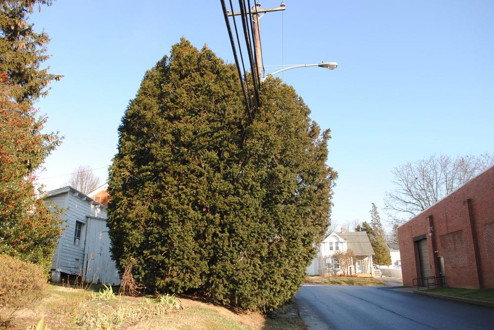 Anglo-Japanese Yew (Taxus 'Brownii') - Garden.org