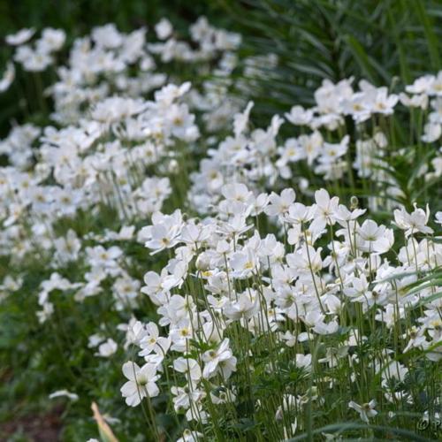 Snowdrop Anemone (Anemone sylvestris) - Garden.org
