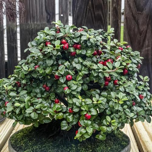 Creeping Cotoneaster (Cotoneaster adpressus) - Garden.org