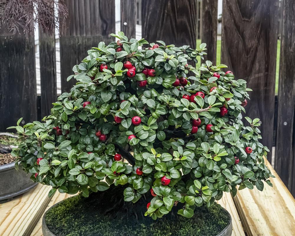 Creeping Cotoneaster (Cotoneaster adpressus) - Garden.org