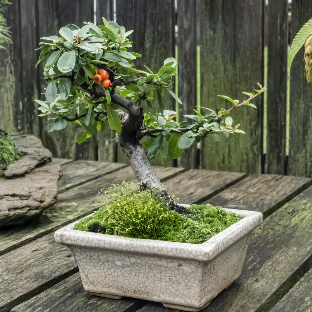 Firethorn (Pyracantha 'Red Elf') - Garden.org