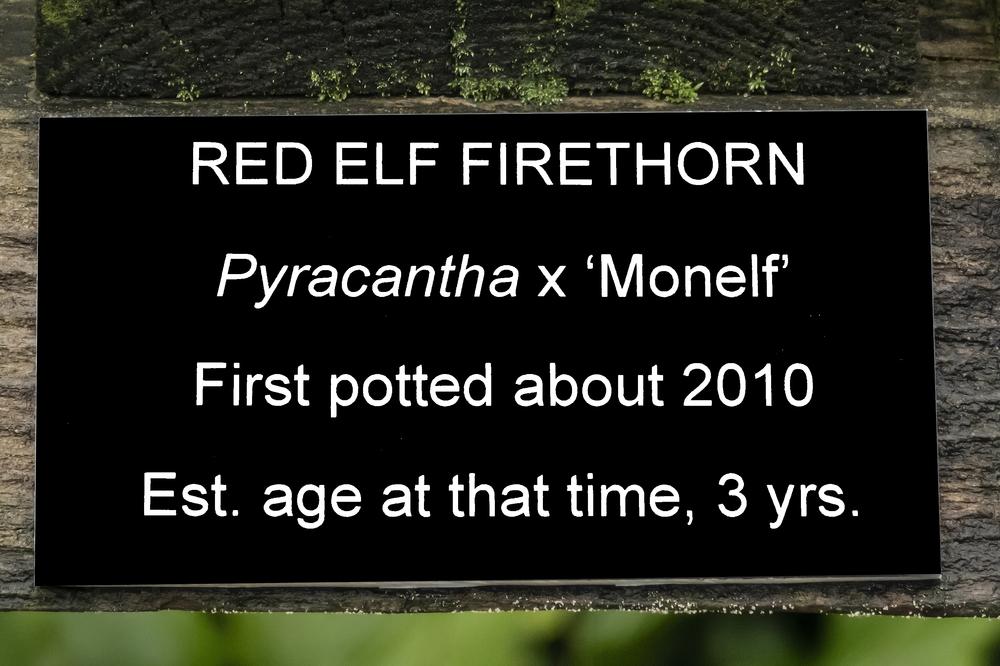 Photo of the documentation of Firethorn (Pyracantha 'Red Elf') posted ...