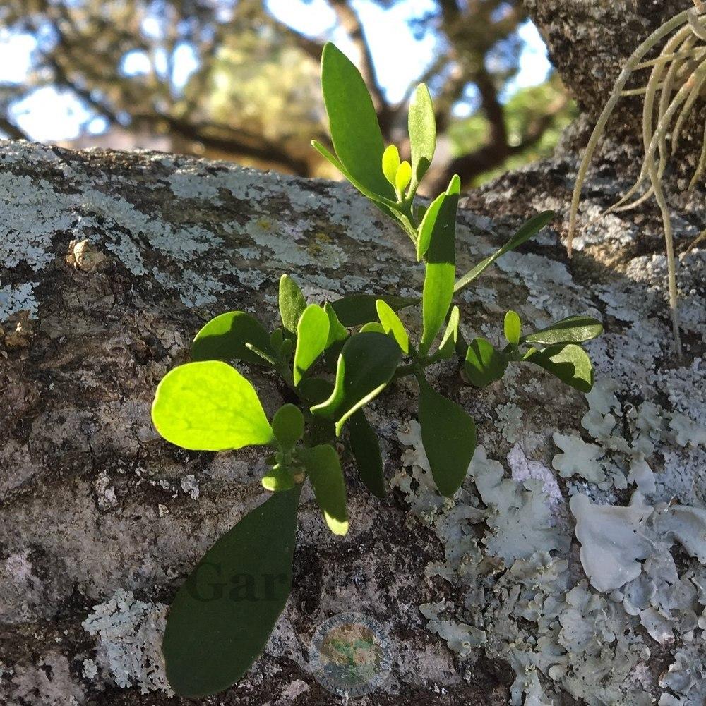 Oak Mistletoe (Phoradendron leucarpum) - Garden.org