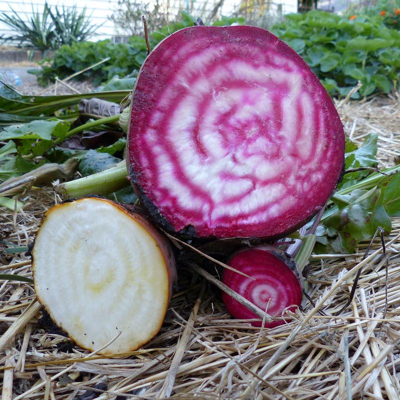 Beets: Plant Care and Collection of Varieties - Garden.org