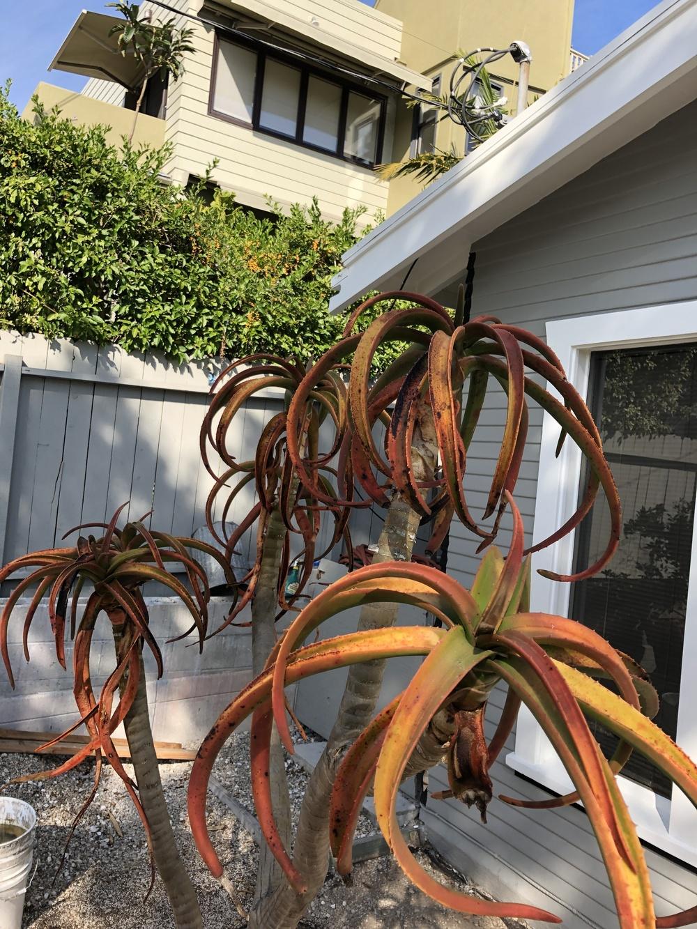 Photo of the emerging growth of Giant Tree Aloe (Aloidendron barberae ...