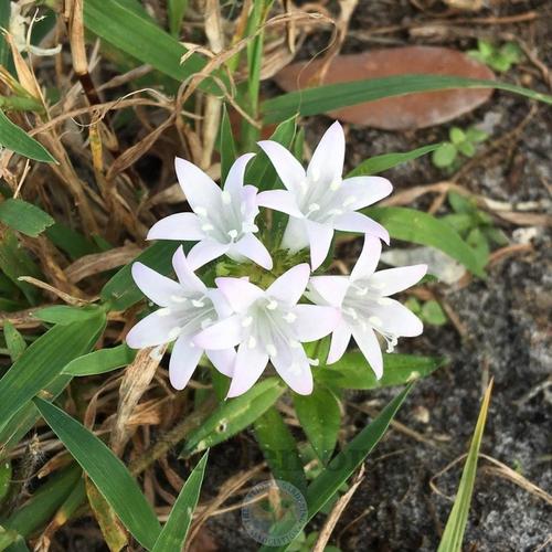 Largeflower Mexican Clover (Richardia grandiflora) - Garden.org