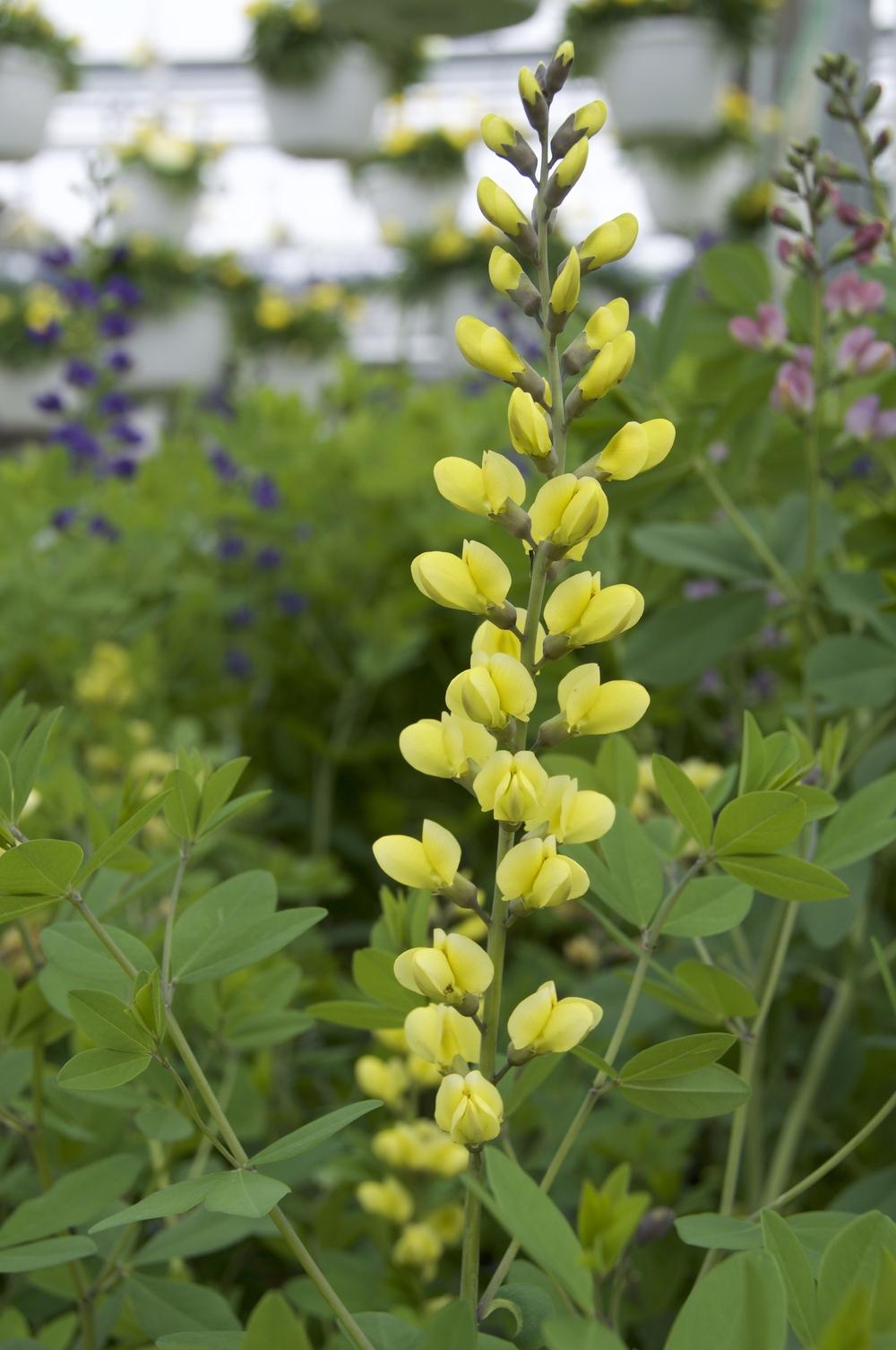 Baptisias: Plant Care and Collection of Varieties - Garden.org