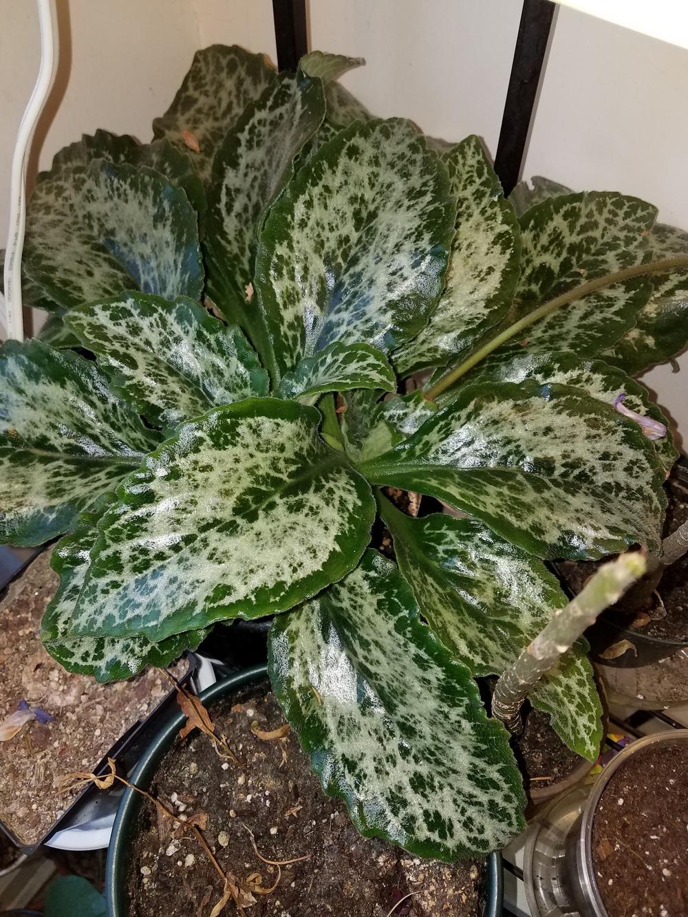 Chirita (Primulina dryas 'Hisako') - Garden.org