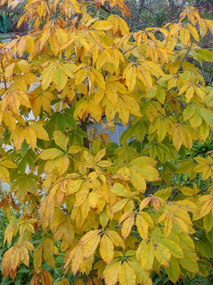 Photo of the fall color of Red Buckeye (Aesculus pavia) posted by ...