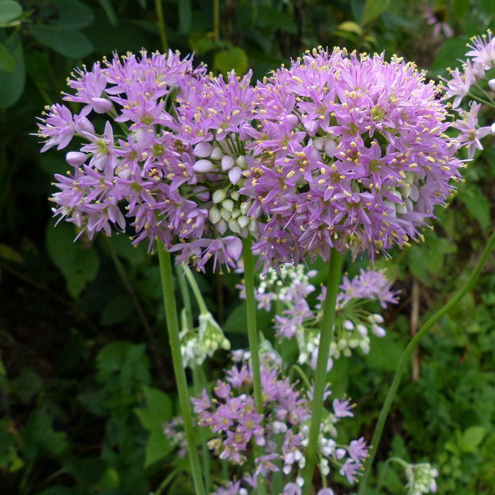 Prairie Onion (Allium stellatum) - Garden.org