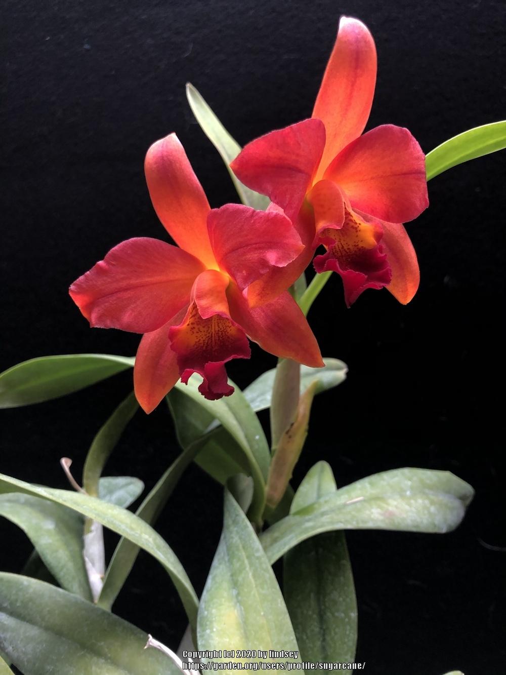 Photo of the bloom of Orchid (Cattlianthe Jamie Hollingsworth 'Sun Bulb ...