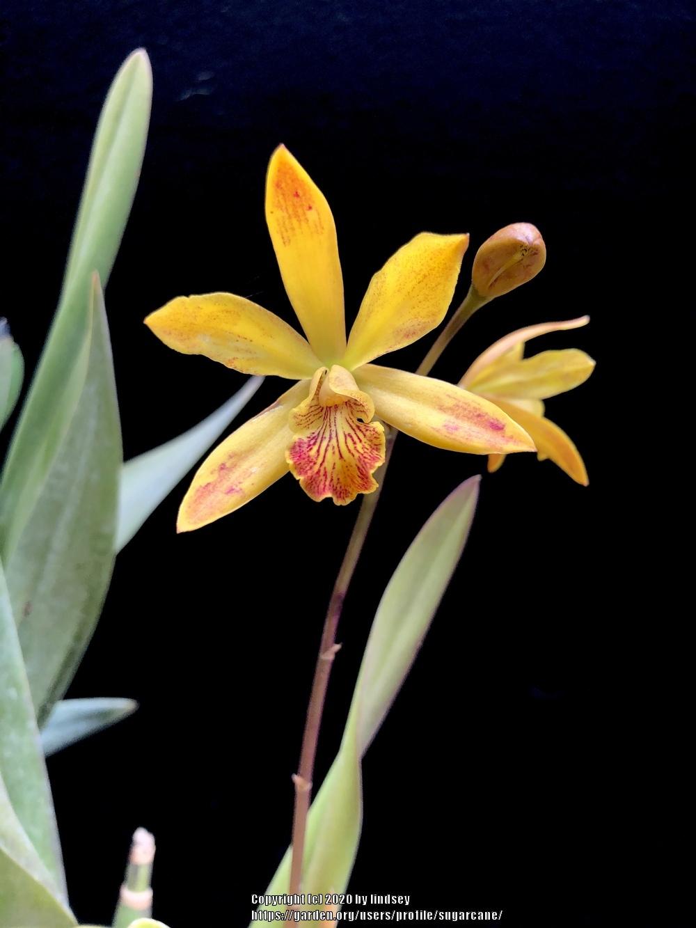Orchid (Enanthleya Pixie Charm) - Garden.org