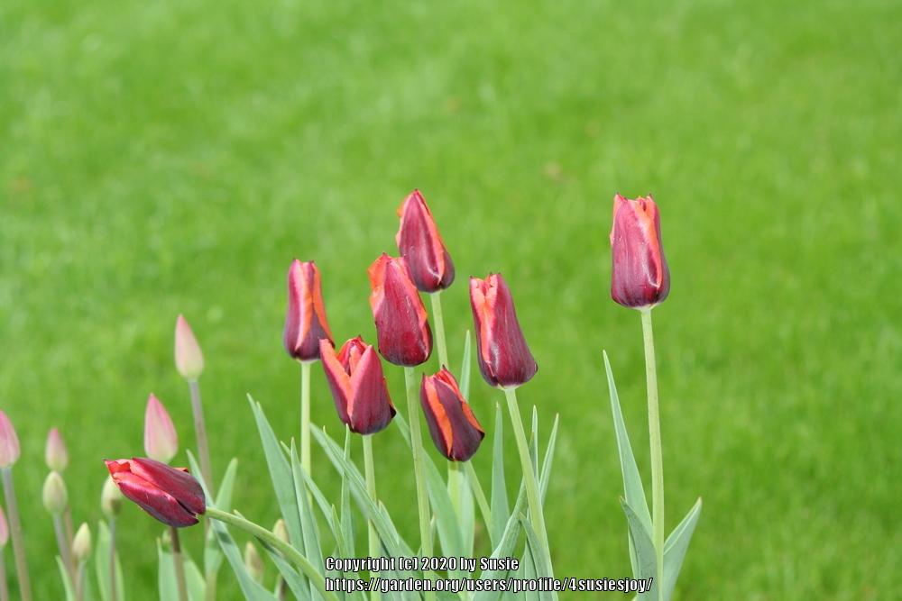 Photo of the bloom of Tulip (Tulipa 'Slawa') posted by 4susiesjoy ...