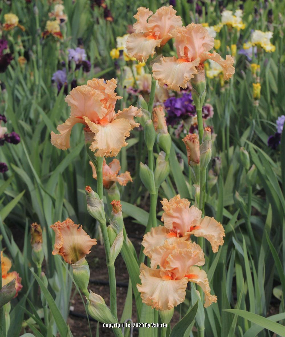 Photo of the bloom of Tall Bearded Iris (Iris 'Parisian Lace') posted ...