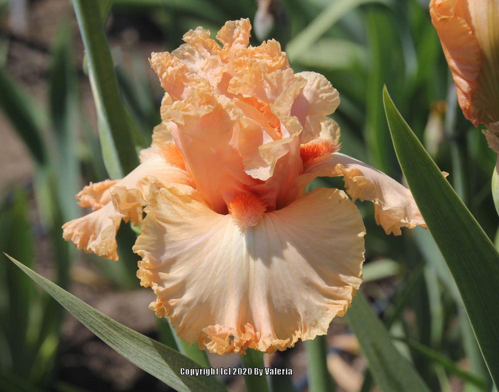 Tall Bearded Iris (Iris 'Parisian Lace') in the Irises Database ...