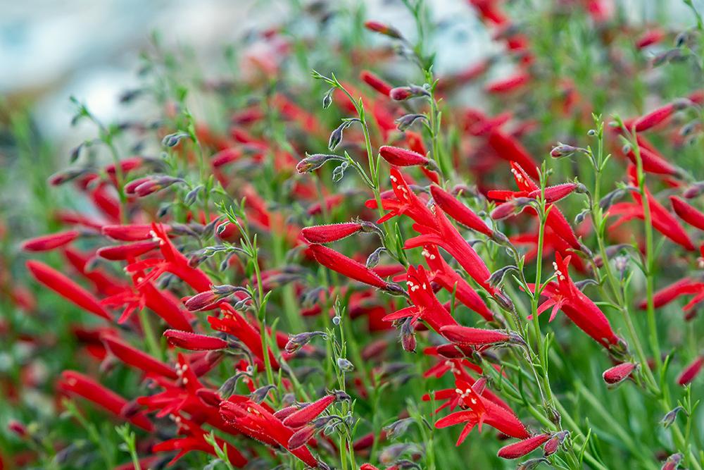 Penstemons: Plant Care and Collection of Varieties - Garden.org