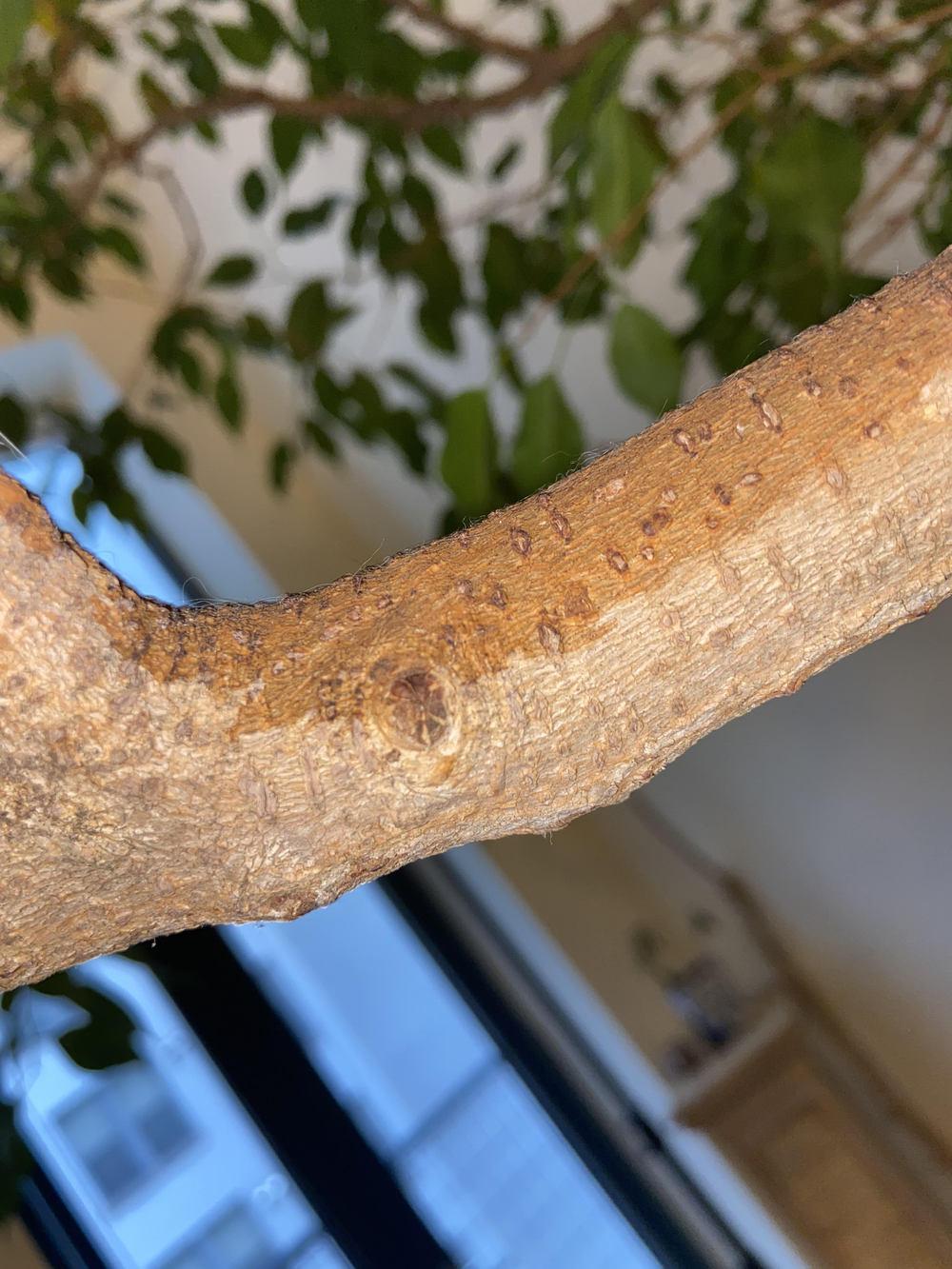 Is this scale on my Ficus?! in the Houseplants forum - Garden.org