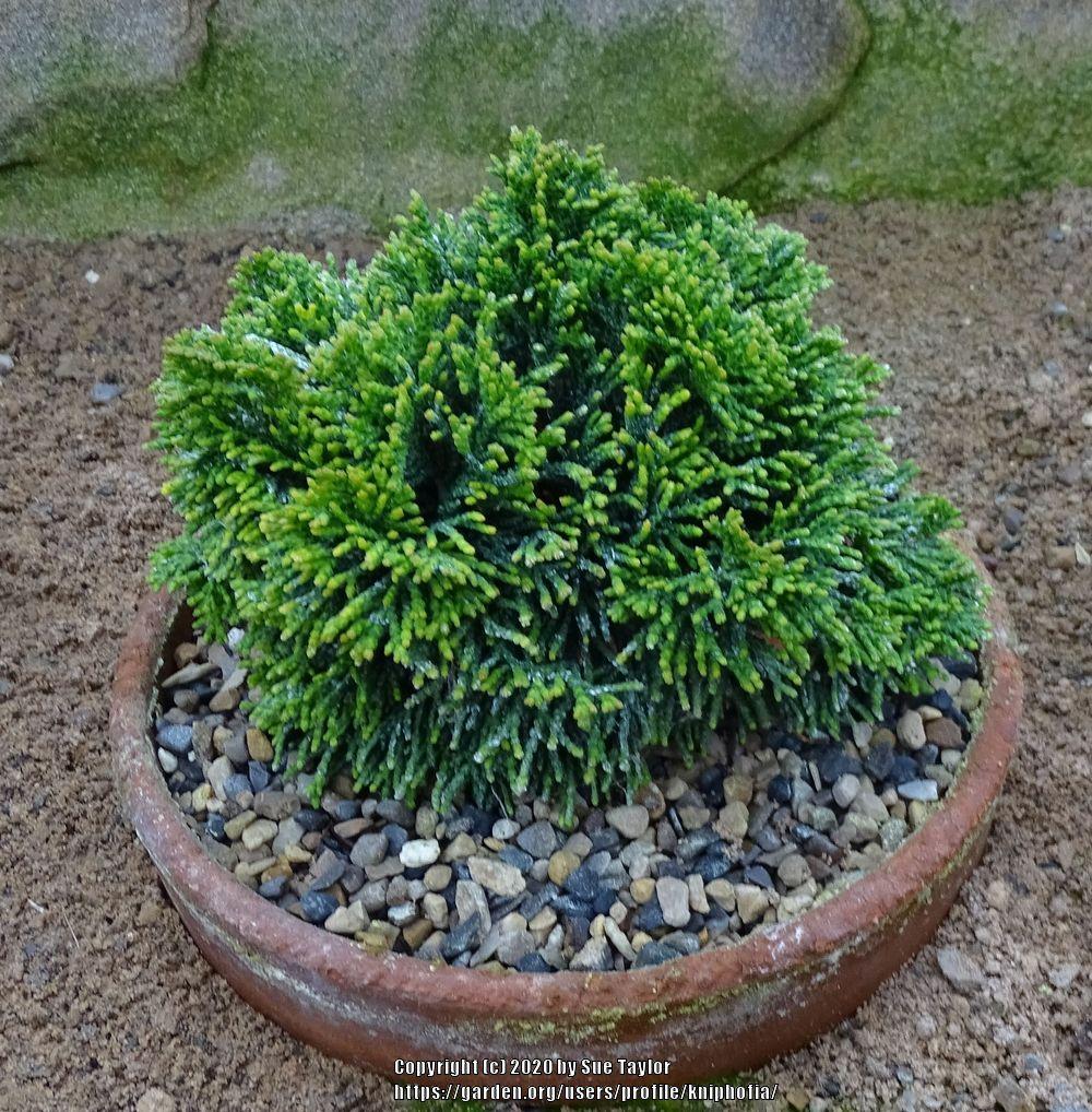 Hinoki Cypress (Chamaecyparis obtusa 'Bambi') - Garden.org