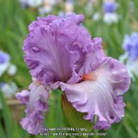 Photo of the bloom of Tall Bearded Iris (Iris 'Edifice') posted by ...