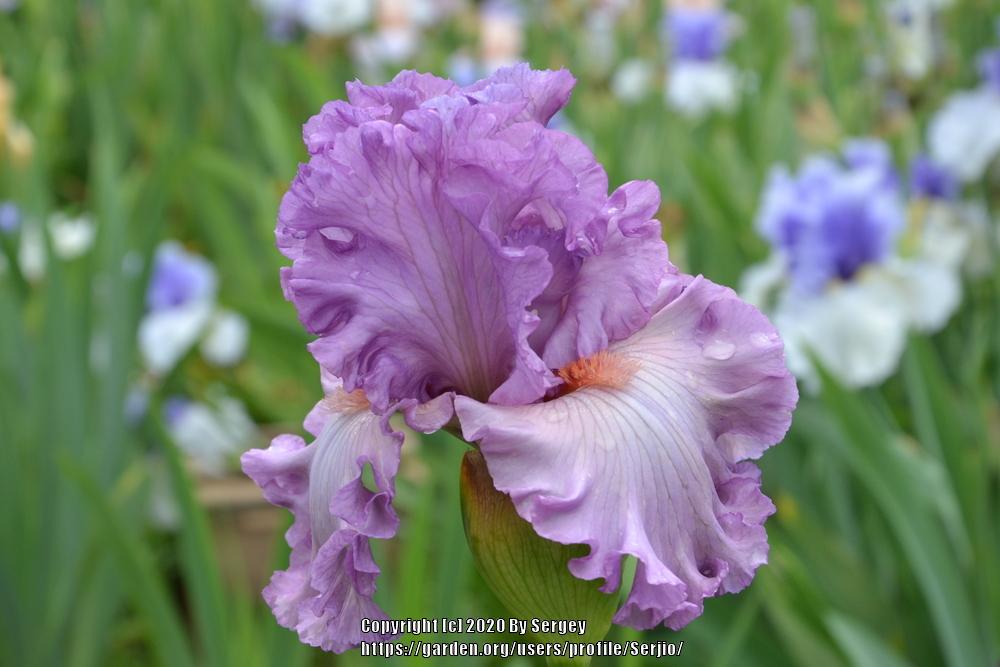 Photo of the bloom of Tall Bearded Iris (Iris 'Edifice') posted by ...