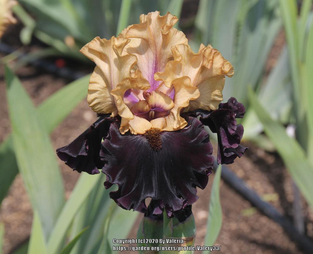 Border Bearded Iris (Iris 'Grapenut') in the Irises Database - Garden.org