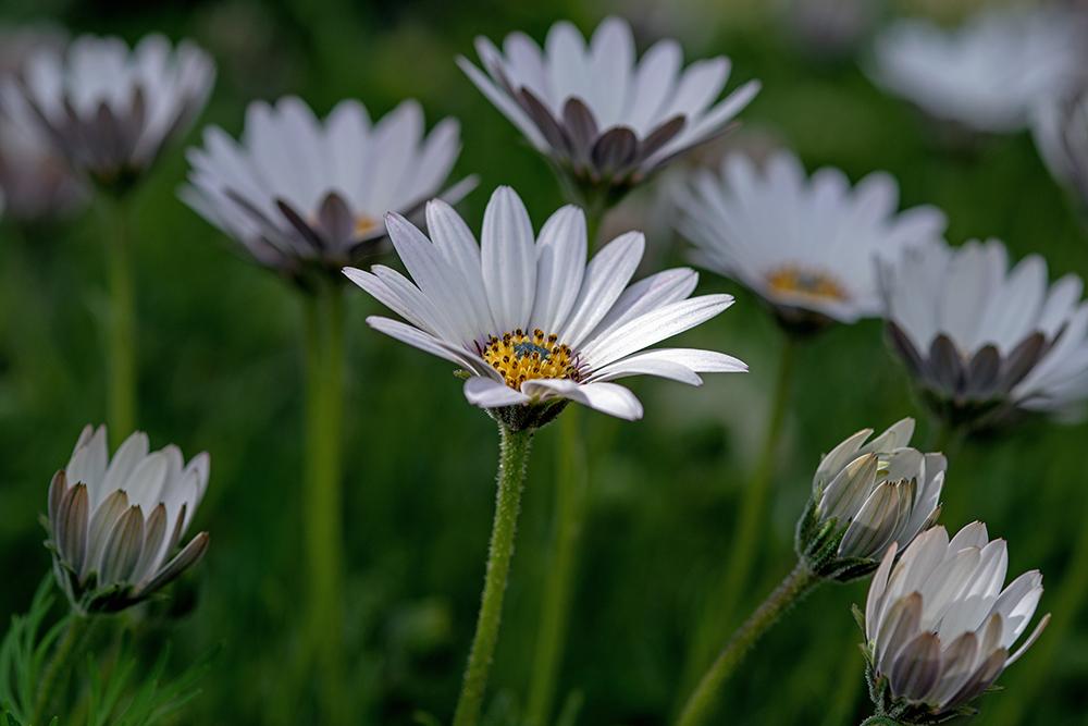 African Daisy (Dimorphotheca 'Avalanche') - Garden.org