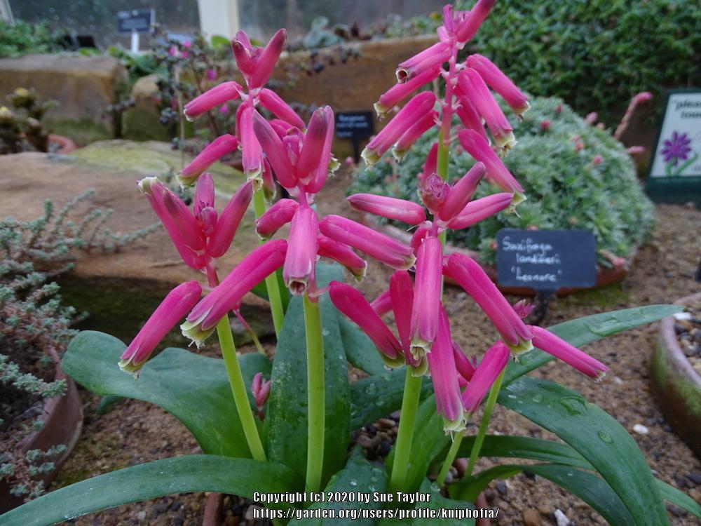 Cape Cowslip (Lachenalia bulbifera 'George') - Garden.org
