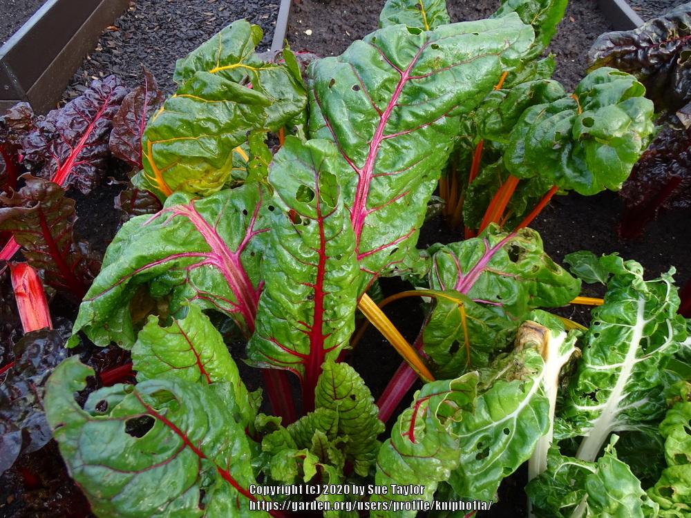 Swiss Chards: Plant Care and Collection of Varieties - Garden.org