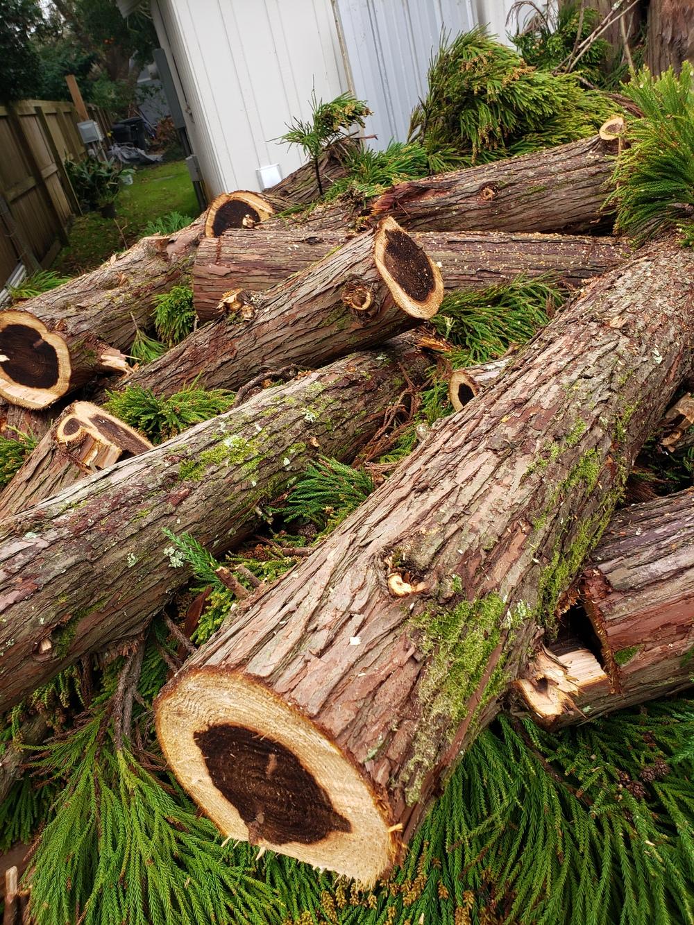 Tree Id. Please in the Plant ID forum - Garden.org