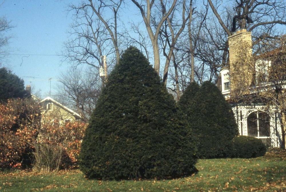 Japanese Yew (Taxus cuspidata 'Capitata') - Garden.org