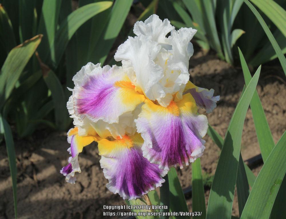 Photo of the bloom of Tall Bearded Iris (Iris 'Beacon of Light') posted ...