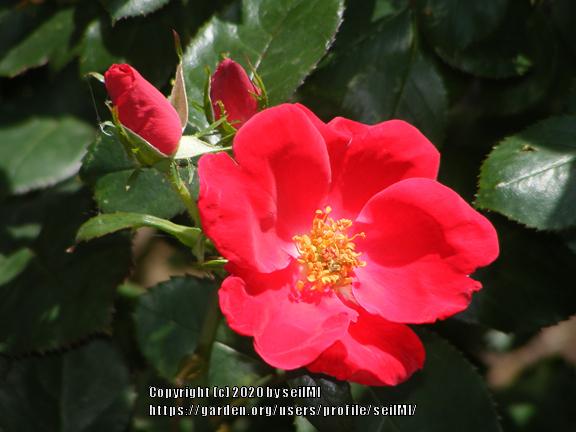 Simplicity Hedge Rose or Floribunda? in the Roses forum - Garden.org
