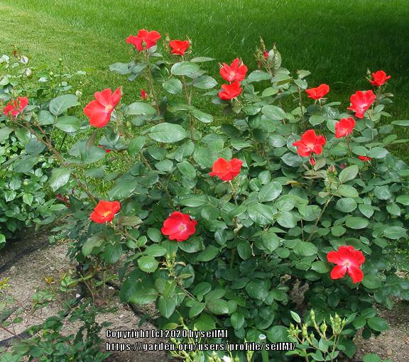 Simplicity Hedge Rose or Floribunda? in the Roses forum - Garden.org