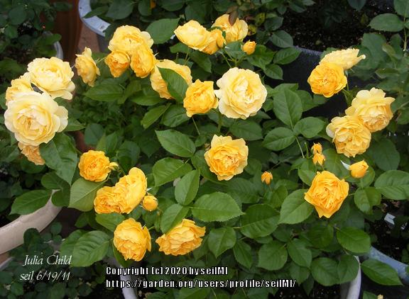 Simplicity Hedge Rose or Floribunda? in the Roses forum - Garden.org