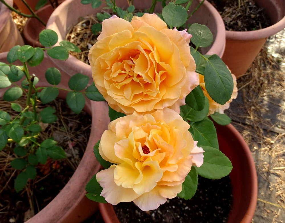 Photo of the bloom of Rose (Rosa 'Adolf Horstmann') posted by Beth ...