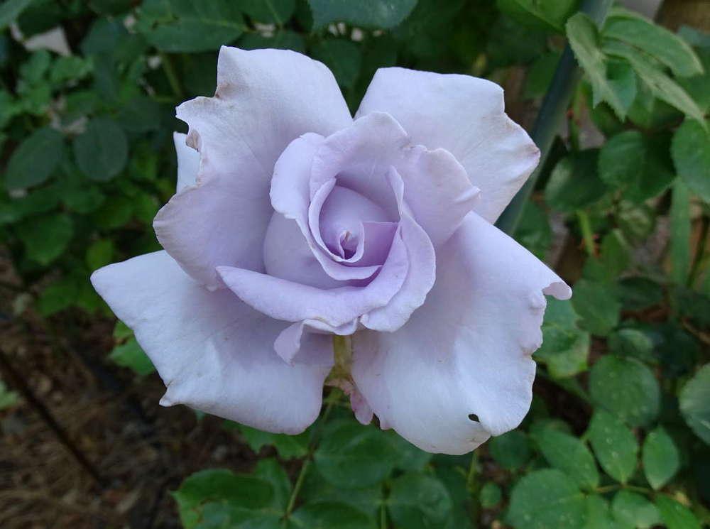 Rose (Rosa 'Allure') in the Roses Database - Garden.org