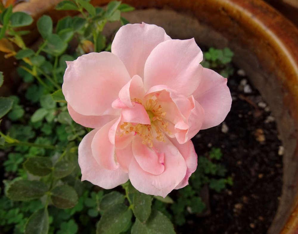 Rose (Rosa 'Betsy McCall') in the Roses Database - Garden.org