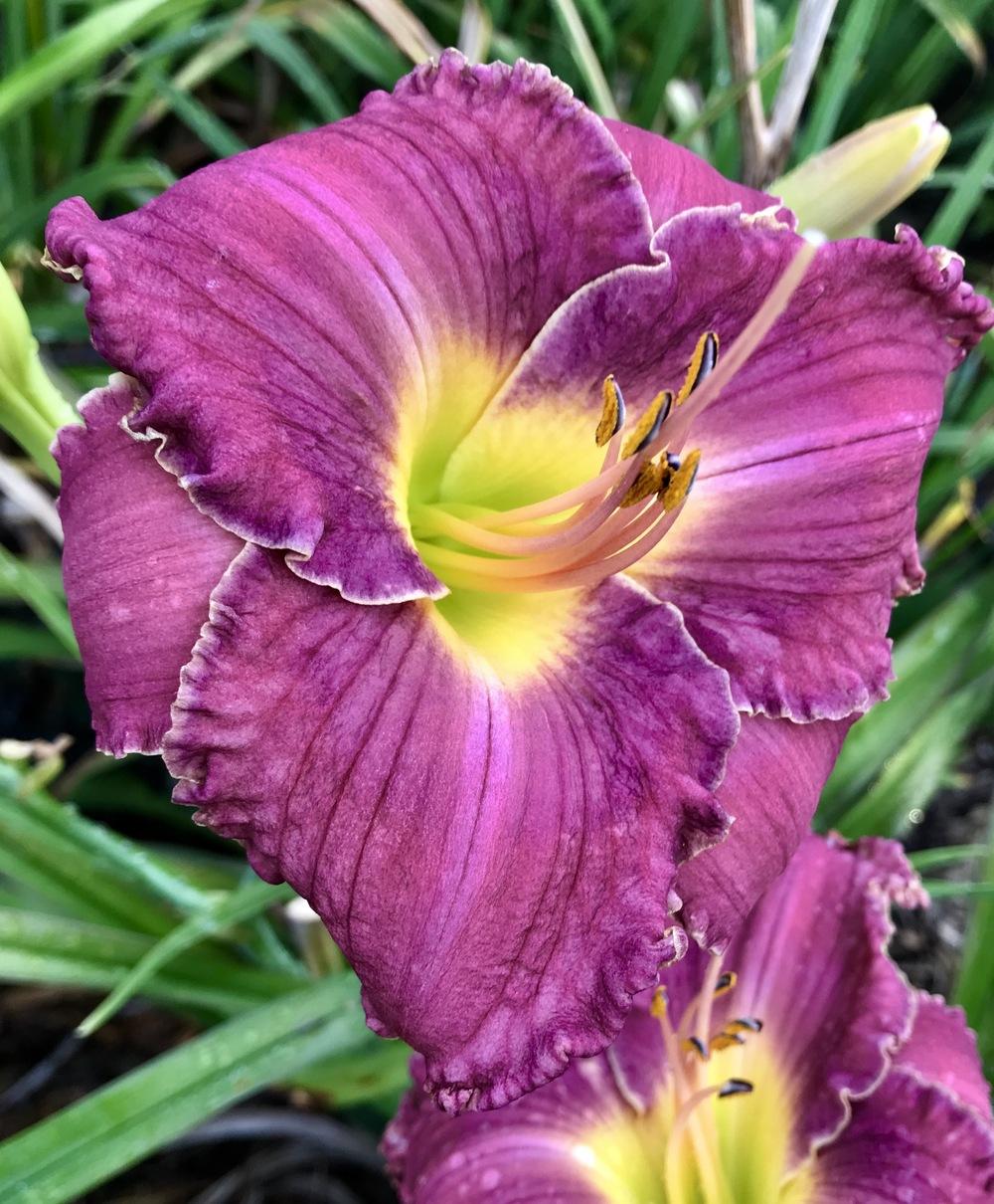 Daylily (Hemerocallis 'Darling Dolorosa Rose') in the Daylilies ...