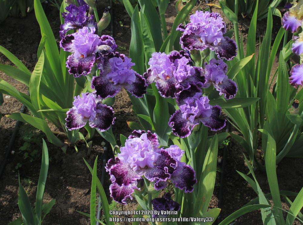 Photo of the bloom of Tall Bearded Iris (Iris 'Captain Thunderbolt ...