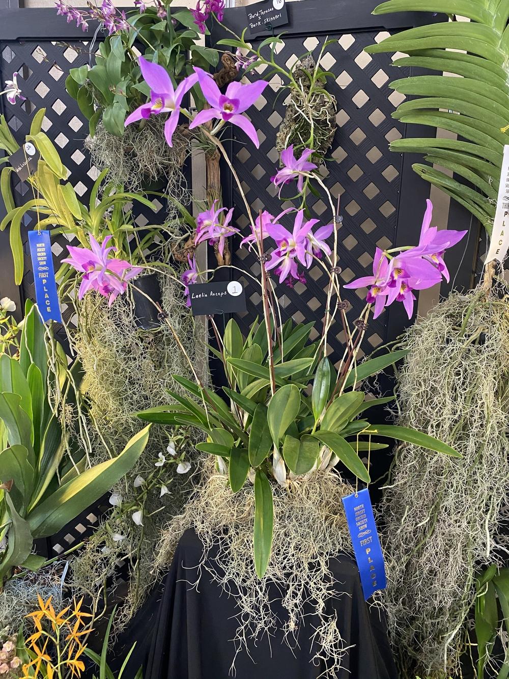 Photo of the entire plant of Orchid (Laelia anceps) posted by Ursula ...